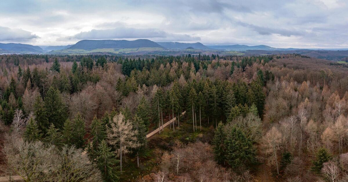 Orkan: Plötzlich war der ganze Wald weg - Rund um die Teck - Teckbote